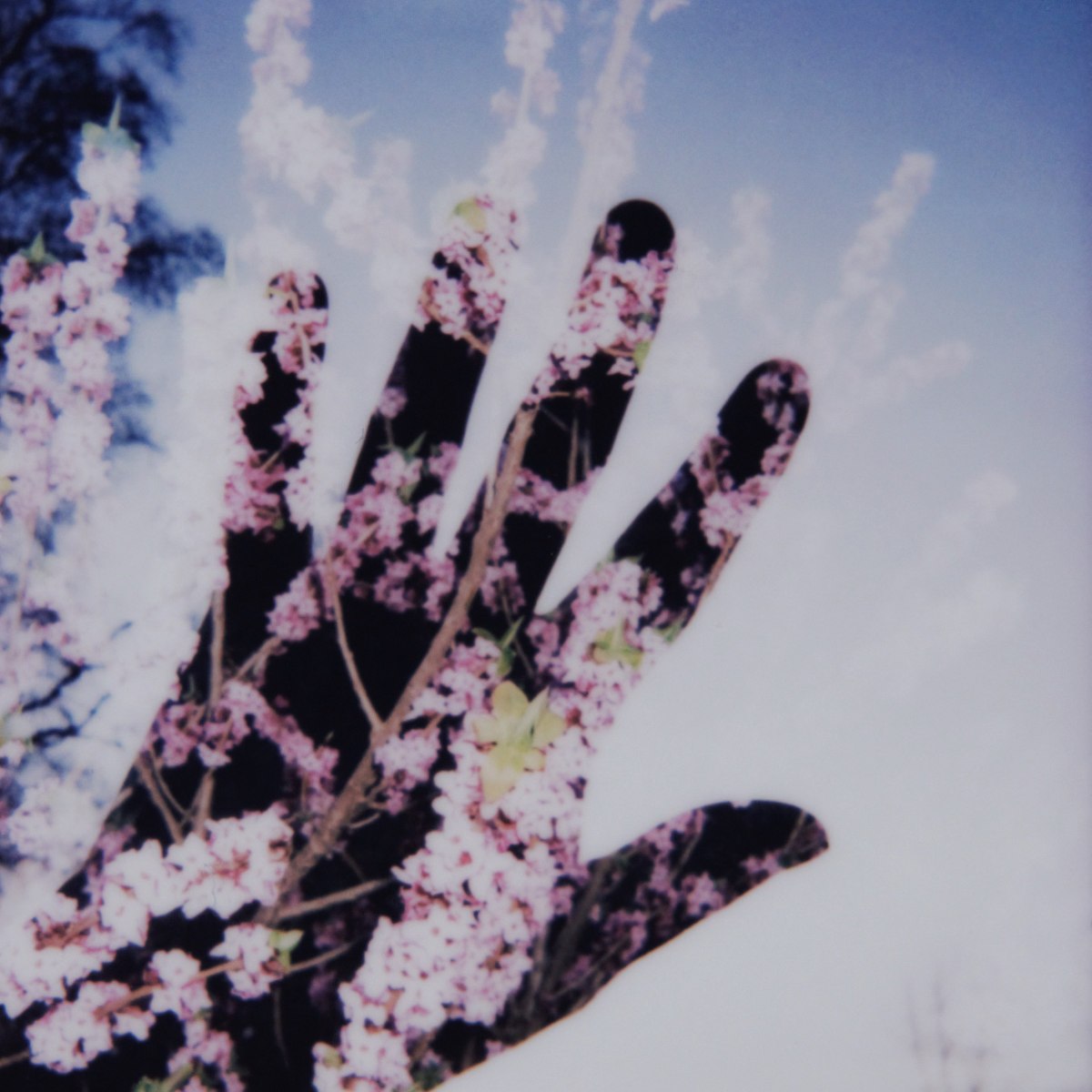 #JojoRecommends: Sunflower Seeds by Joshua Woo @JoshuaWooMusic # ...